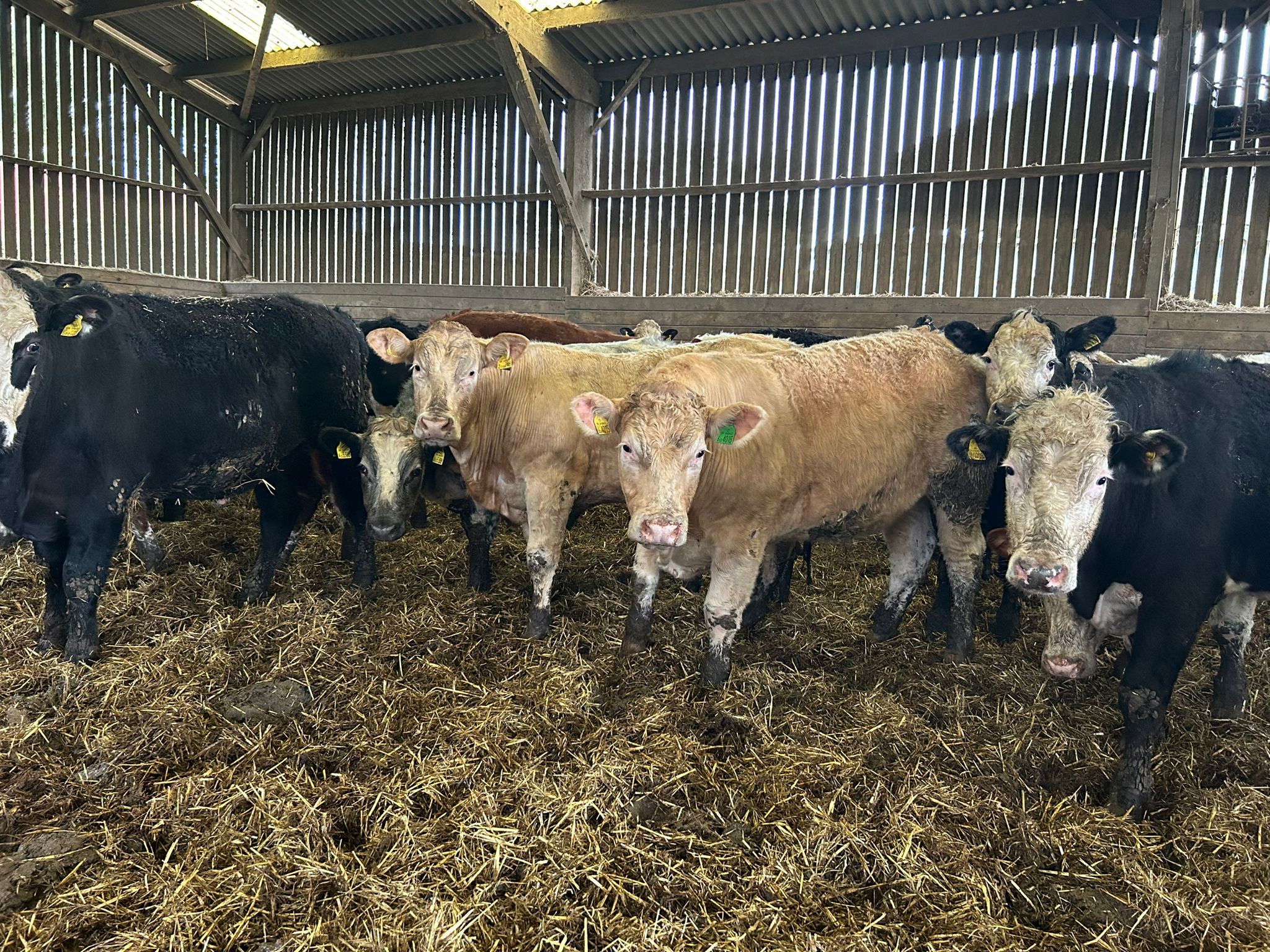 Sale of store cattle